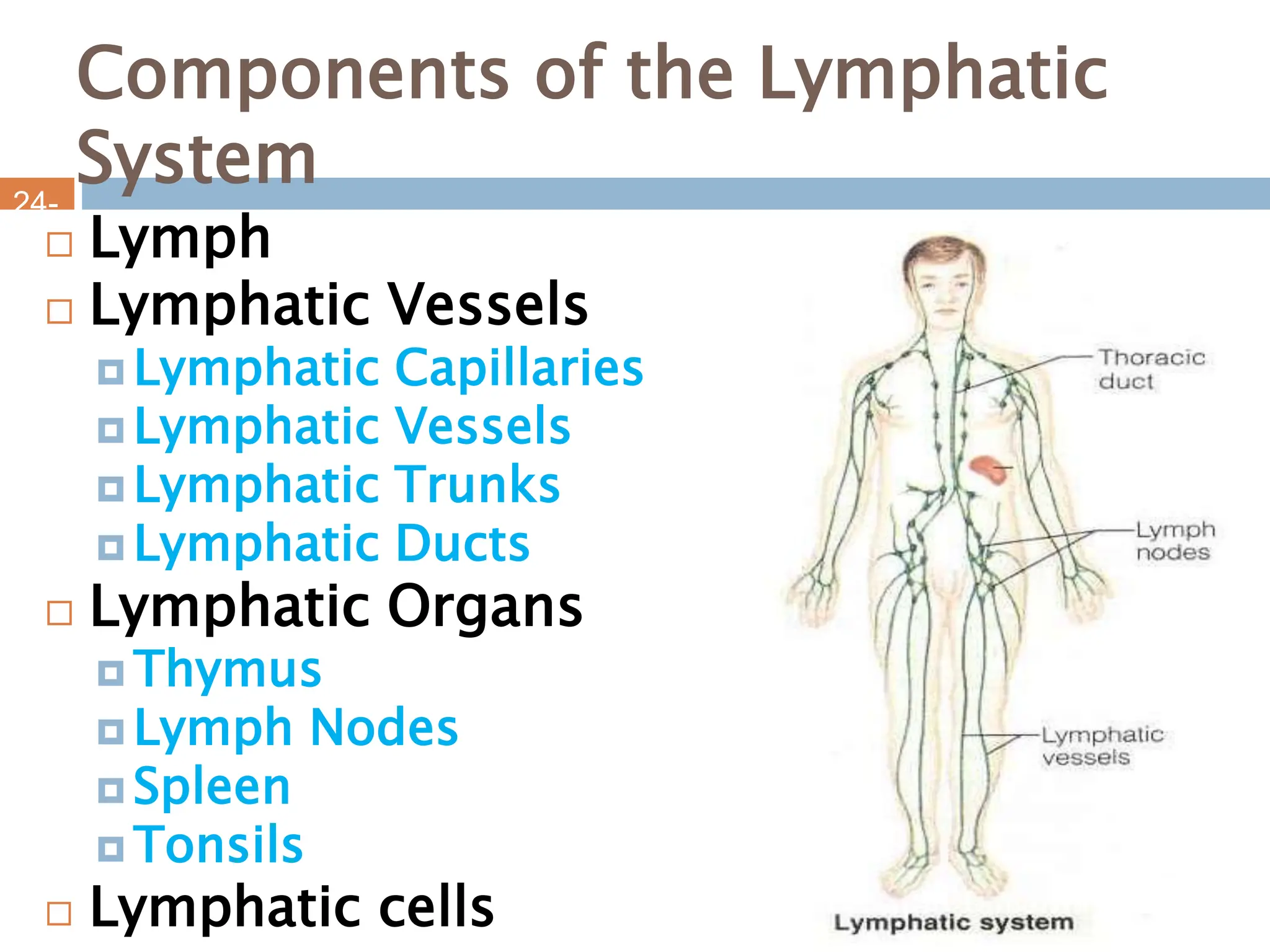 Anatomy of The lymphatic system of the human body. | PPT