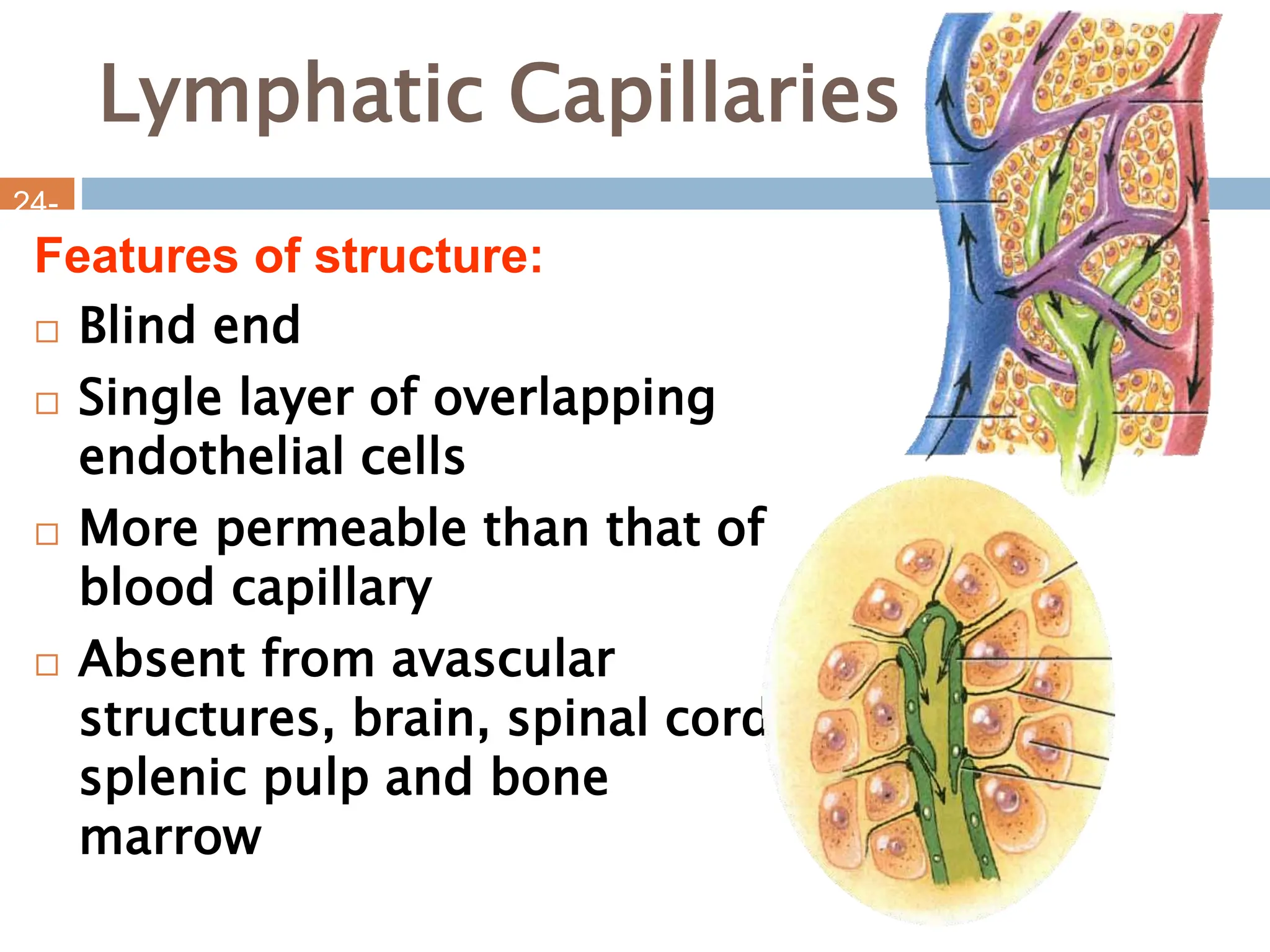 Anatomy of The lymphatic system of the human body. | PPTX