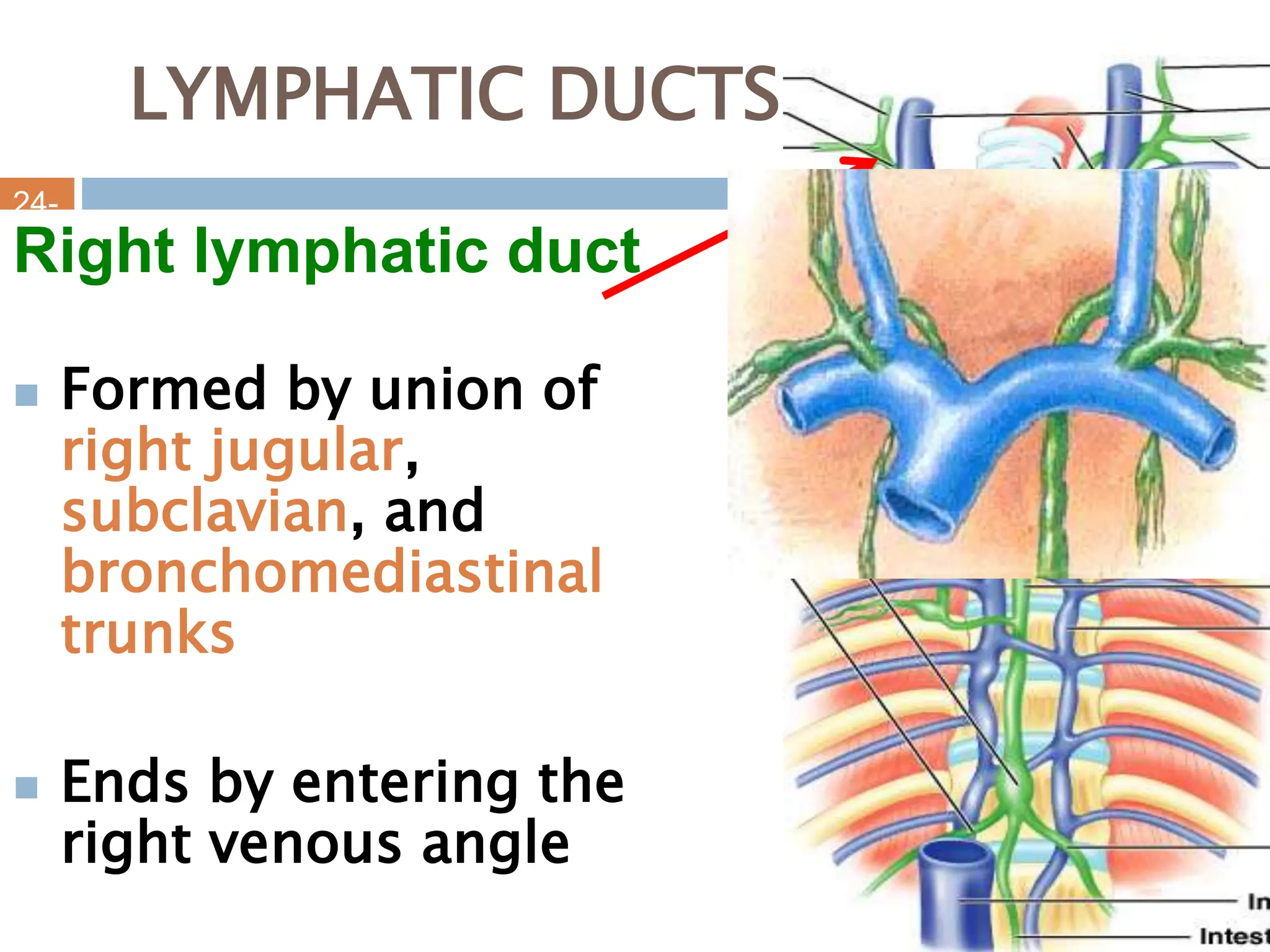Anatomy of The lymphatic system of the human body. | PPTX