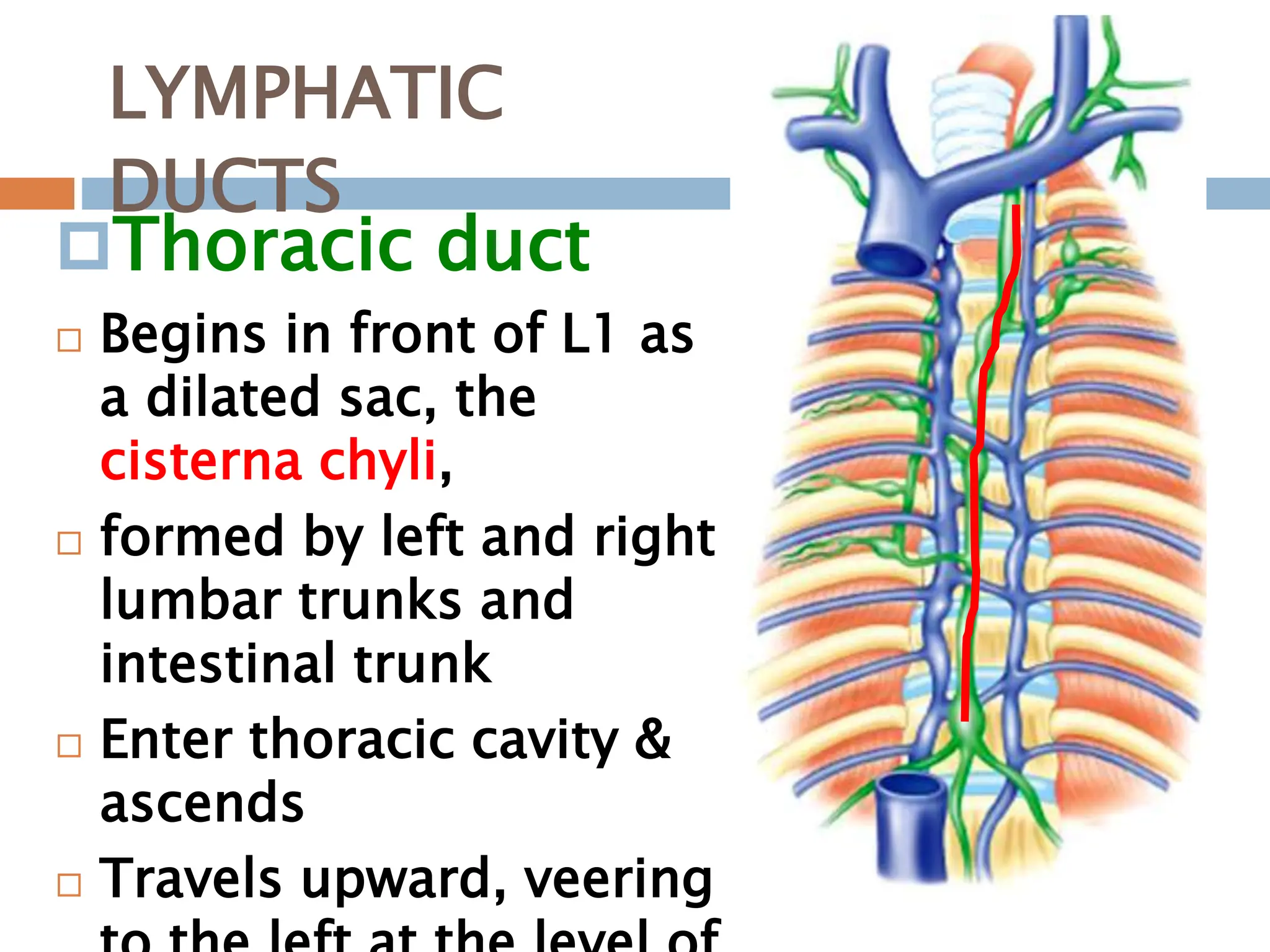 Anatomy of The lymphatic system of the human body. | PPTX
