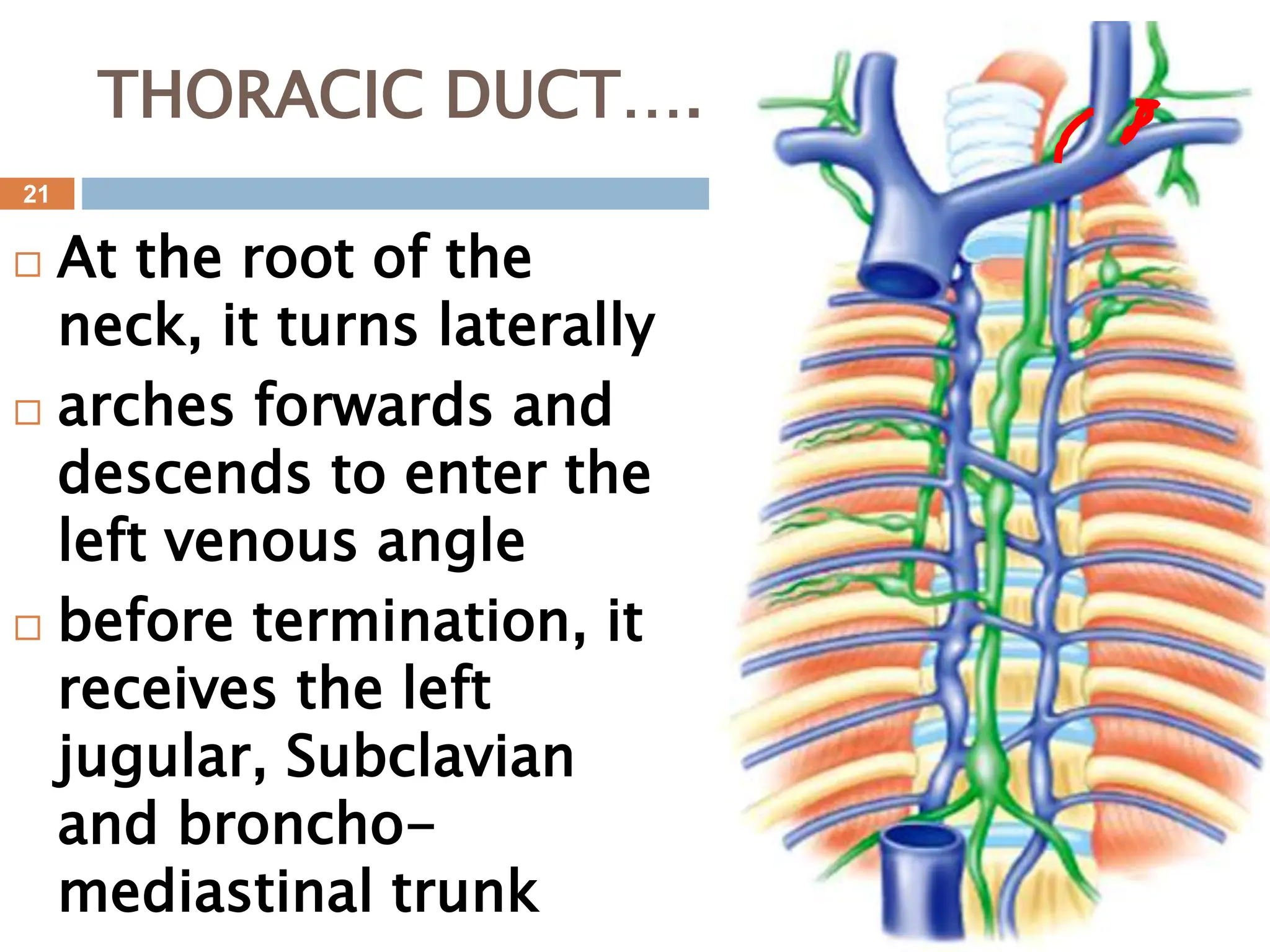 Anatomy of The lymphatic system of the human body. | PPTX