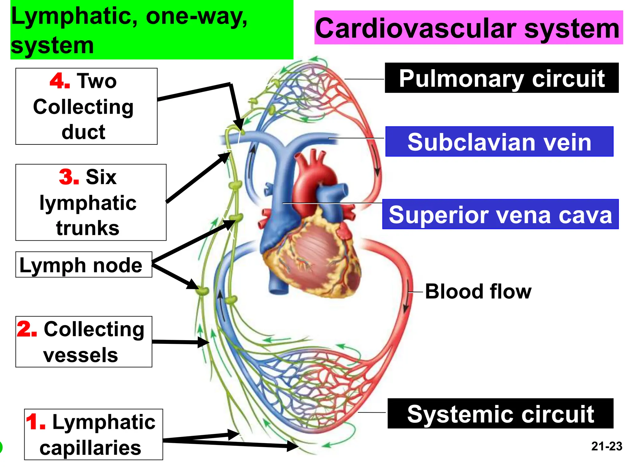 Anatomy of The lymphatic system of the human body. | PPTX