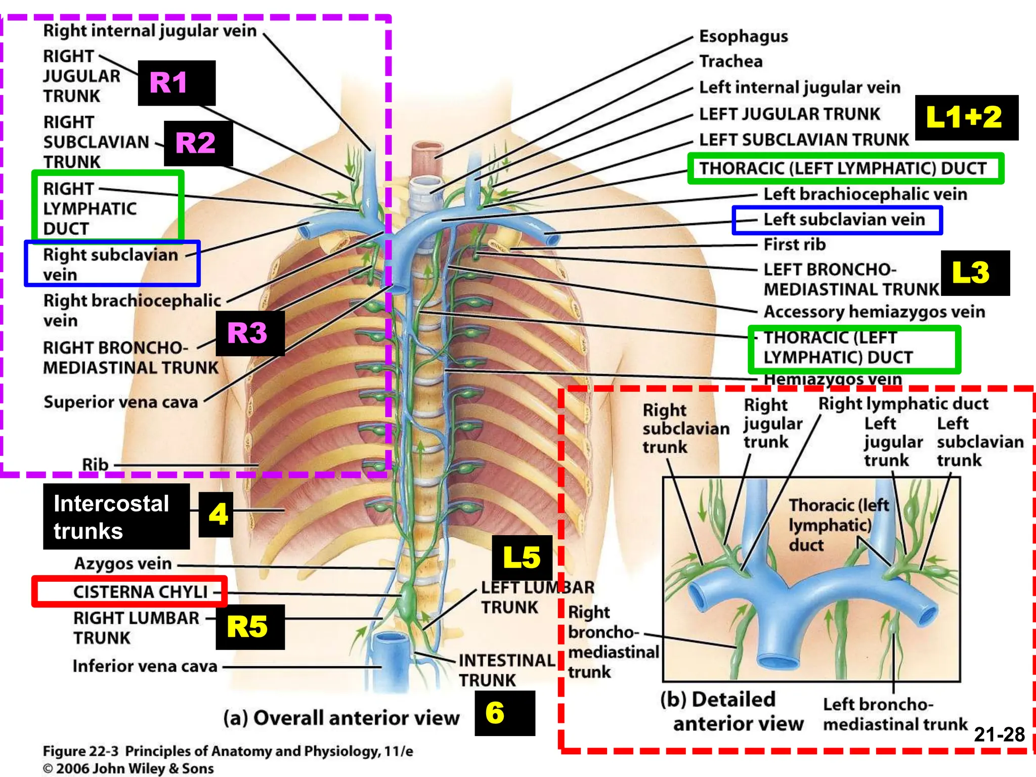 Anatomy of The lymphatic system of the human body. | PPTX