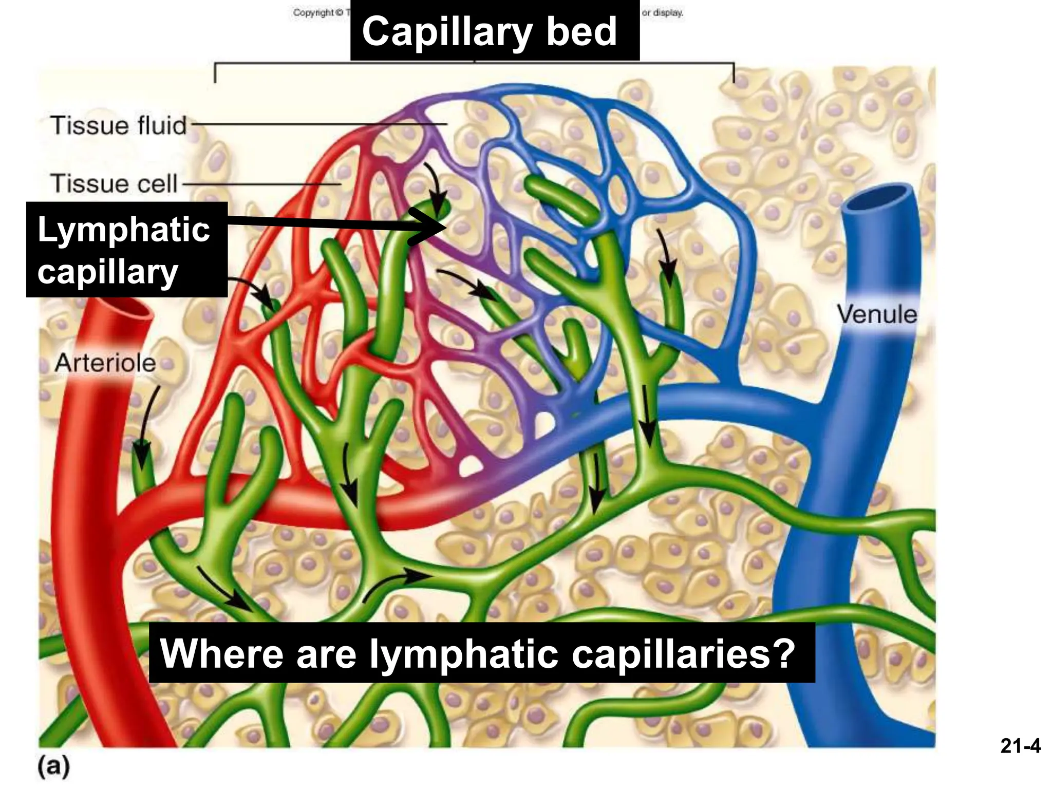 Anatomy of The lymphatic system of the human body. | PPTX