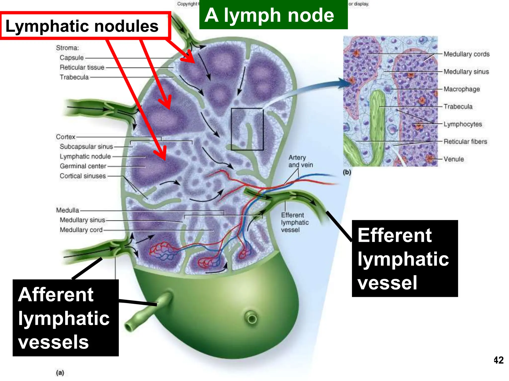 Anatomy of The lymphatic system of the human body. | PPT