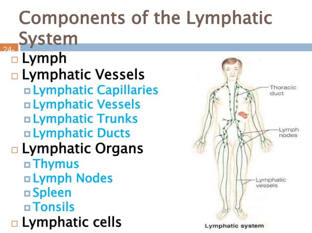 Anatomy of The lymphatic system of the human body. | PPT
