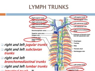 Anatomy of The lymphatic system of the human body. | PPTX