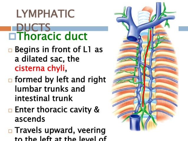 Anatomy of The lymphatic system of the human body. | PPT