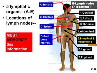 Anatomy of The lymphatic system of the human body. | PPTX