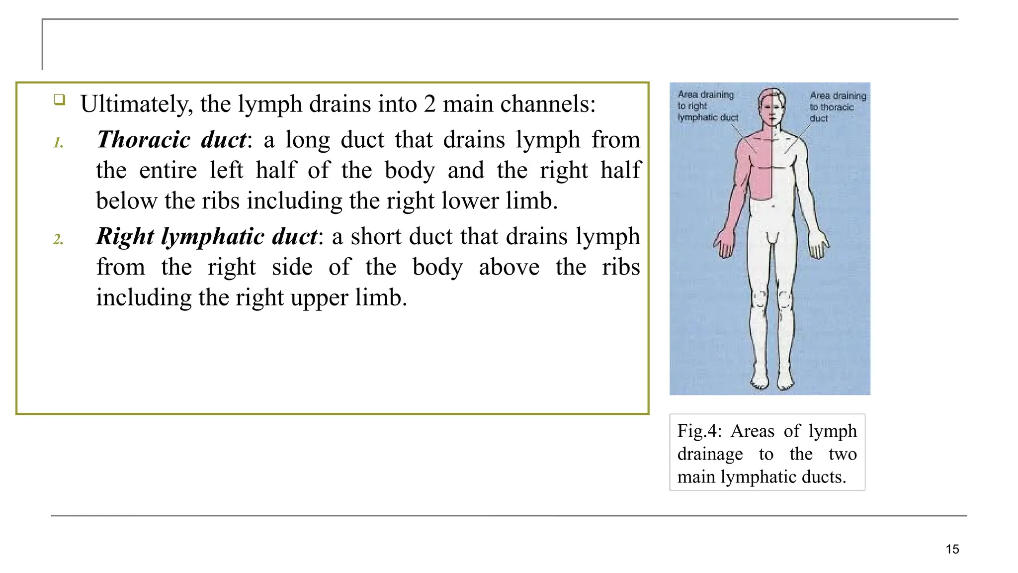 Lymphatic System.pptx Lymphatic System.pptx