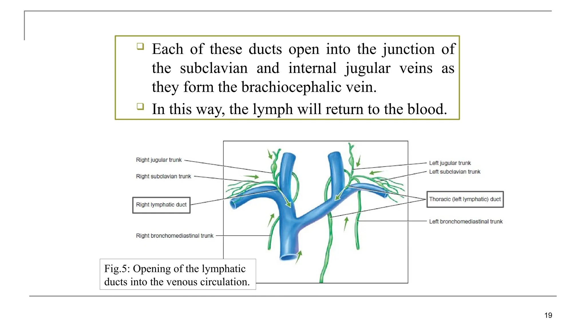 Lymphatic System.pptx Lymphatic System.pptx