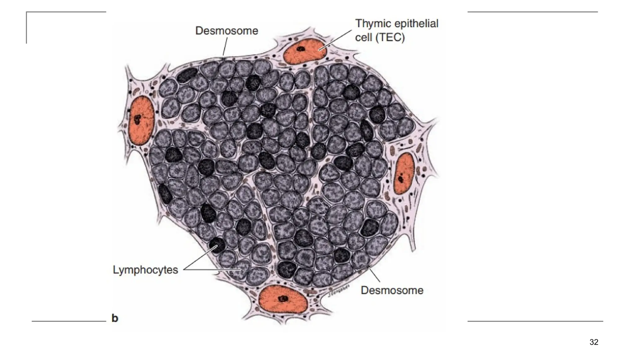 Lymphatic System Pptx Lymphatic System Pptx