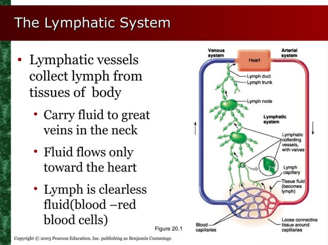Lymphatic System.ppt for medical study purpose | PPT