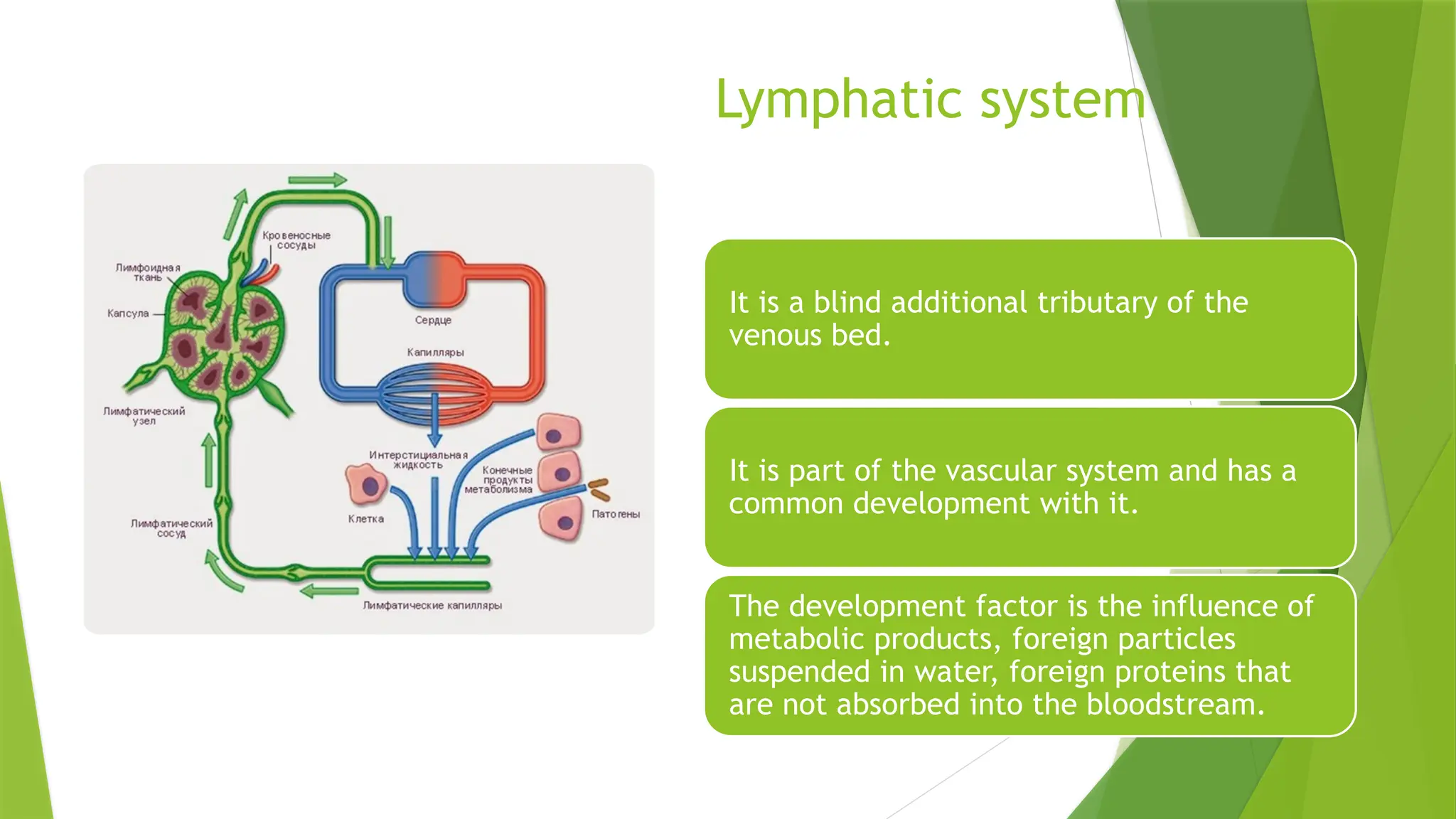 Lymphatic System anatomy,physiology and histology | PPTX