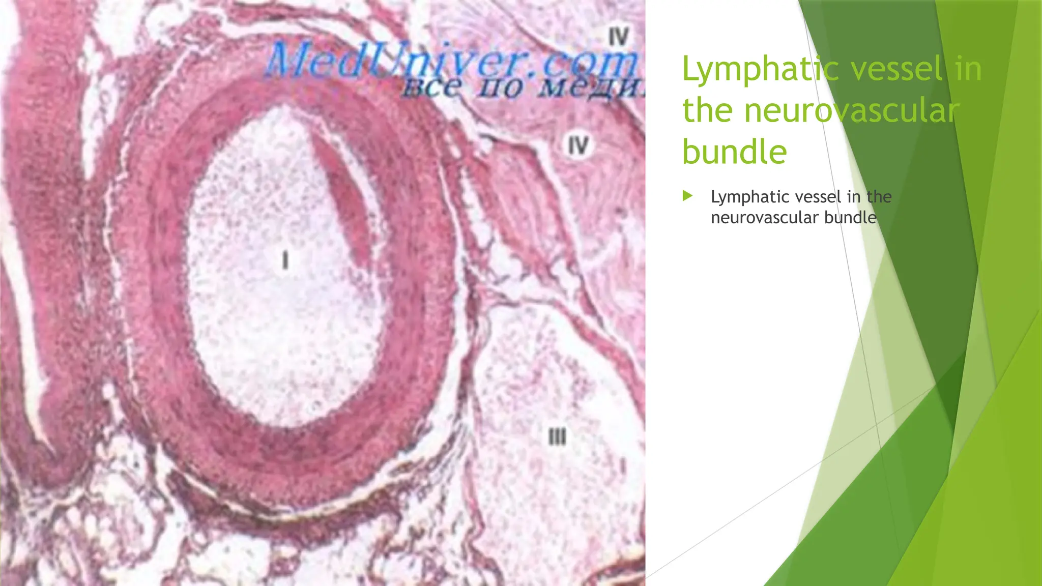 Lymphatic System anatomy,physiology and histology | PPTX