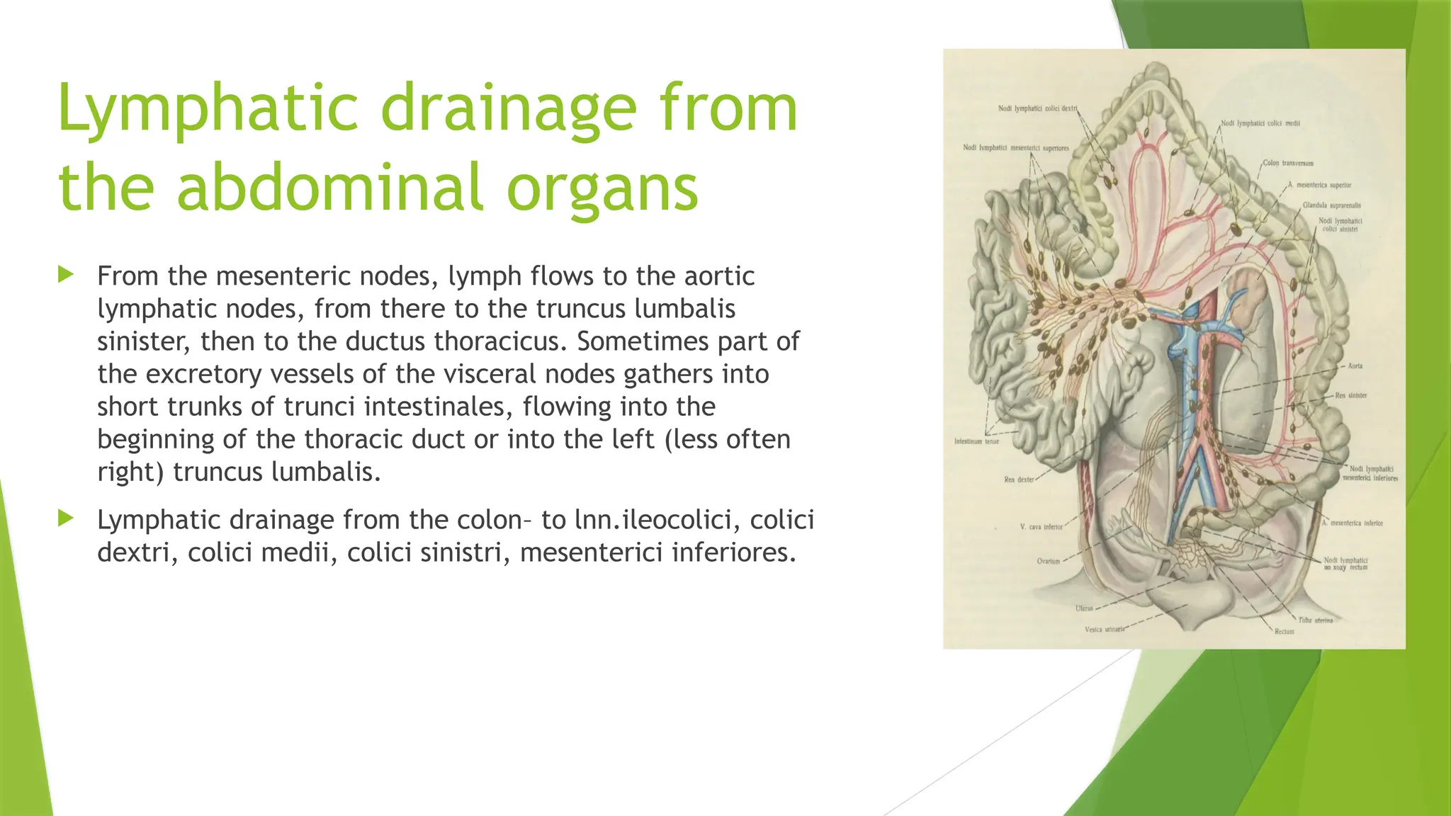 Lymphatic System anatomy,physiology and histology | PPTX