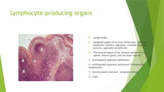 Lymphatic System anatomy,physiology and histology | PPTX