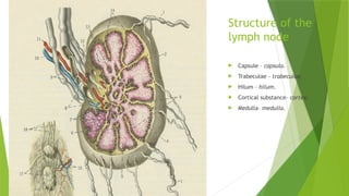 Lymphatic System anatomy,physiology and histology | PPTX