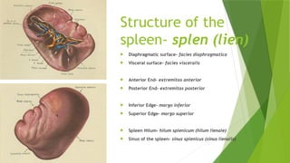 Lymphatic System anatomy,physiology and histology | PPTX