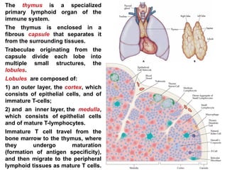 lymphatic system: summary of its anatomy.pptx