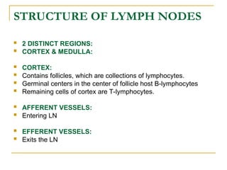 anatomy of LYMPHATIC SYSTEM power point presentation | PPT