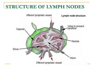 anatomy of LYMPHATIC SYSTEM power point presentation | PPT