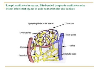 anatomy of LYMPHATIC SYSTEM power point presentation | PPT