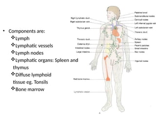 LYMPHATIC SYSTEM.pptx for nurses in details | PPTX
