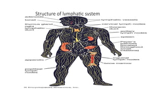 HUMAN ANATOMY AND PHYSIOLOGY OF LYMPHATIC SYSTEM. | PPTX
