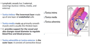 Lymphatic System - Anatomy.pptx of human | PPTX