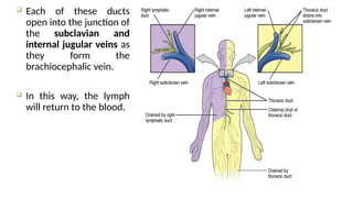 Lymphatic System - Anatomy.pptx of human | PPTX