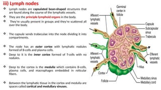 Lymphatic System - Anatomy.pptx of human | PPTX