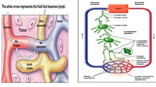 Lymphatic System - Anatomy.pptx of human | PPTX