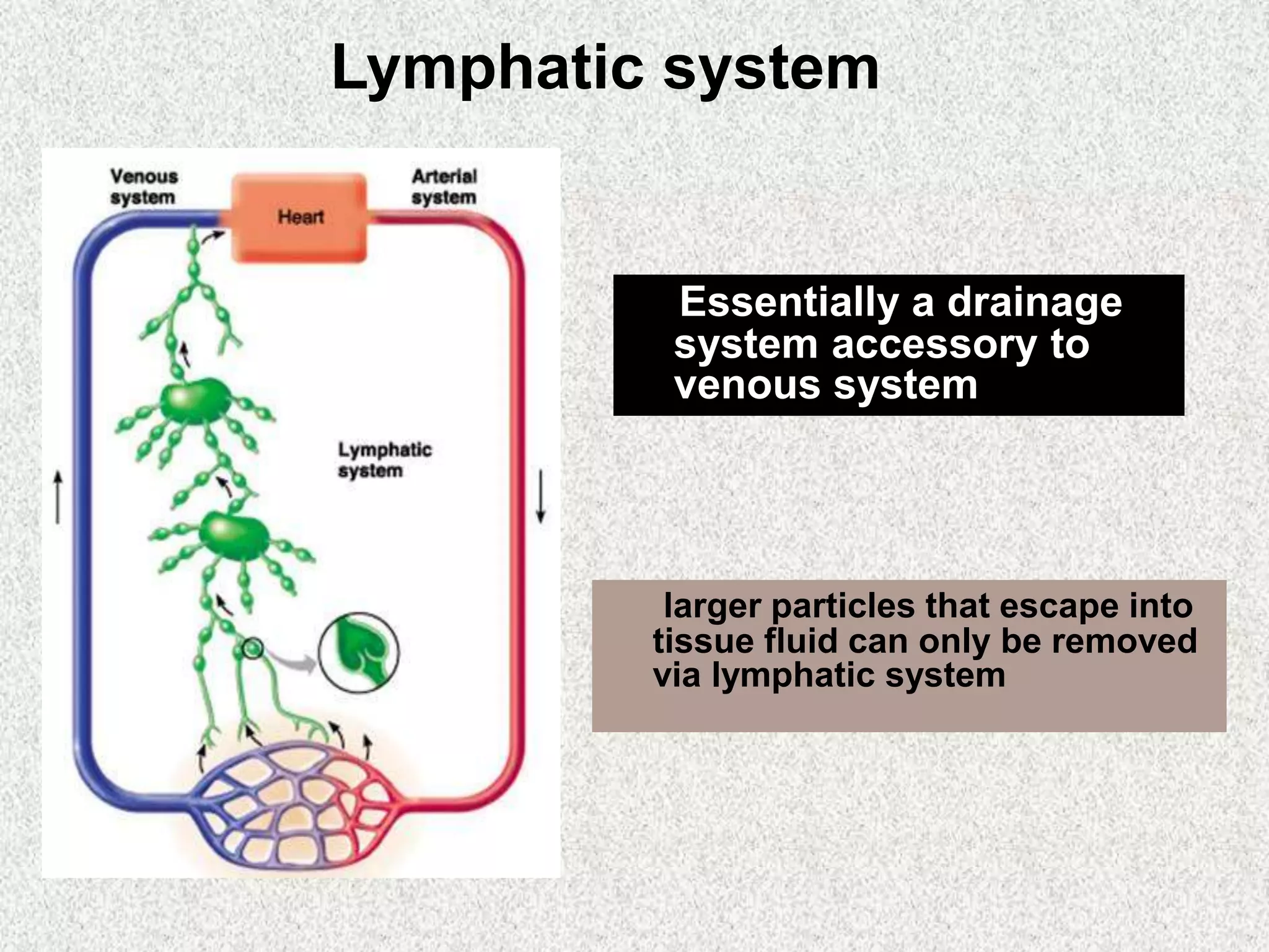 lymphatic_system | PPT