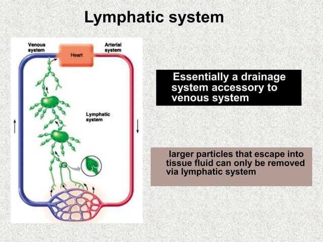 lymphatic_system | PPT