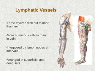 lymphatic_system | PPT