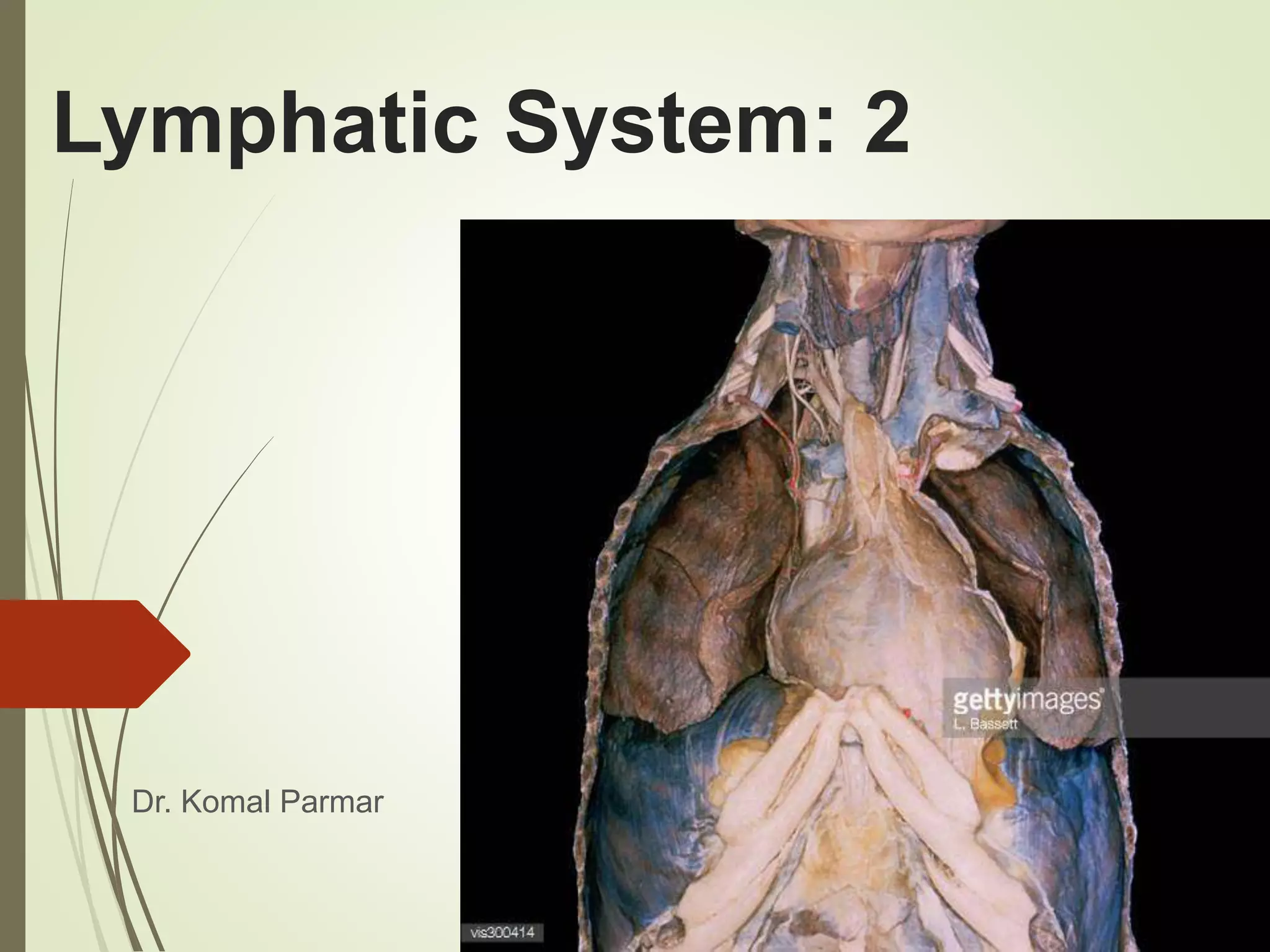 Lymphatic system- Thymus and MALT | PPTX