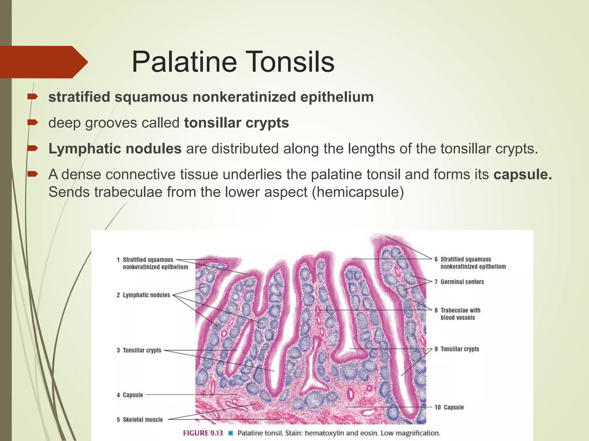 Lymphatic system- Thymus and MALT | PPTX