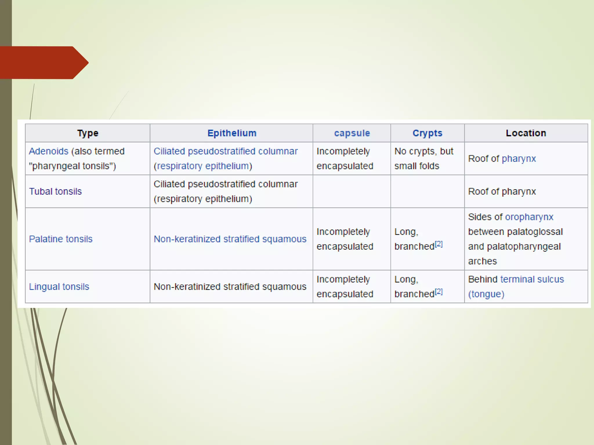 Lymphatic system- Thymus and MALT | PPTX