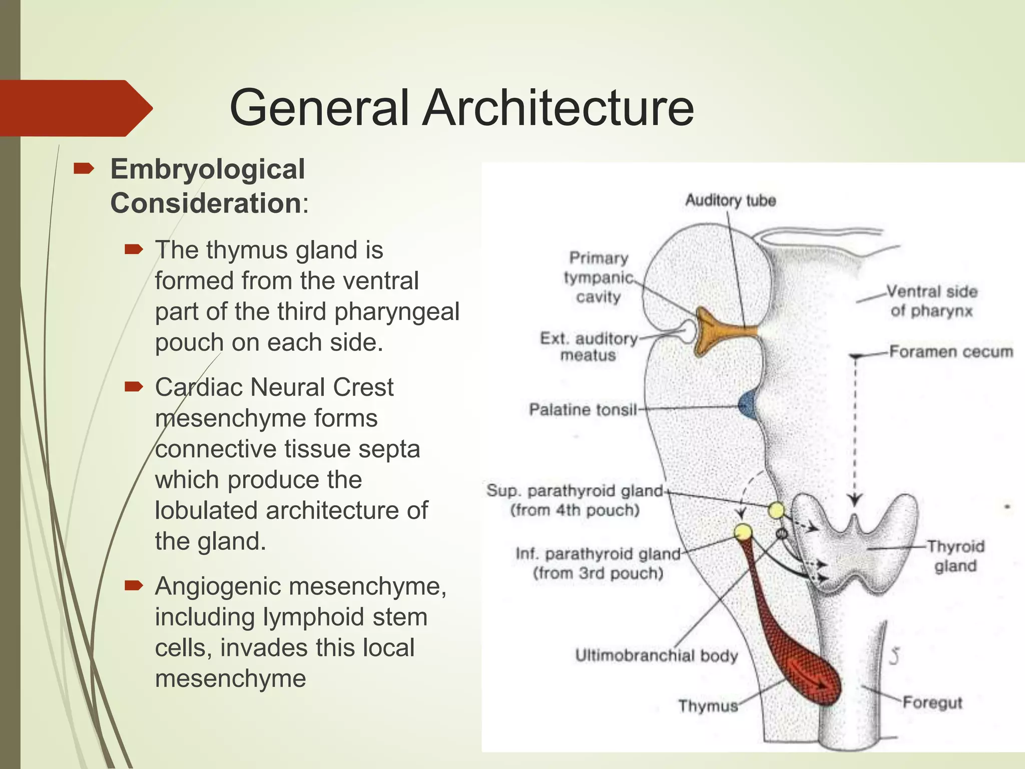 Lymphatic system- Thymus and MALT | PPTX