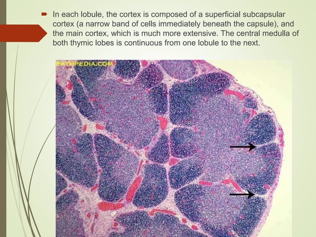 Lymphatic system- Thymus and MALT | PPTX