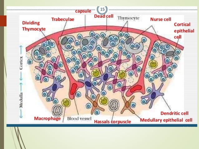 Lymphatic system- Thymus and MALT | PPTX
