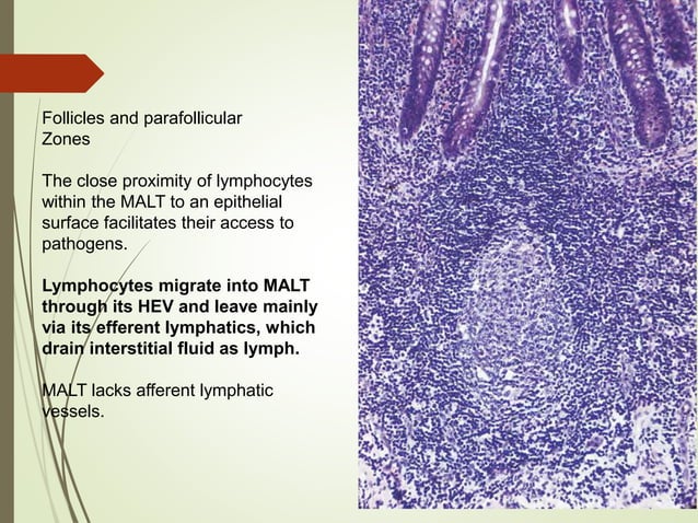 Lymphatic system- Thymus and MALT | PPTX