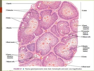 Thymus Histology Diagram
