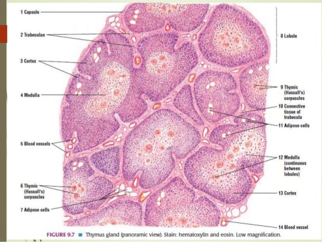 Lymphatic system- Thymus and MALT