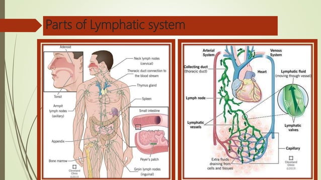 LYMPHATIC SYSTEM (INTERESTING FACTS ABOUT LYMPHATIC SYSTEM)