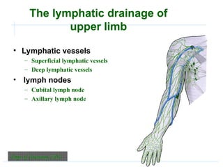 Anatomi pembahsan tentang lymphatic System (anatomy).ppt