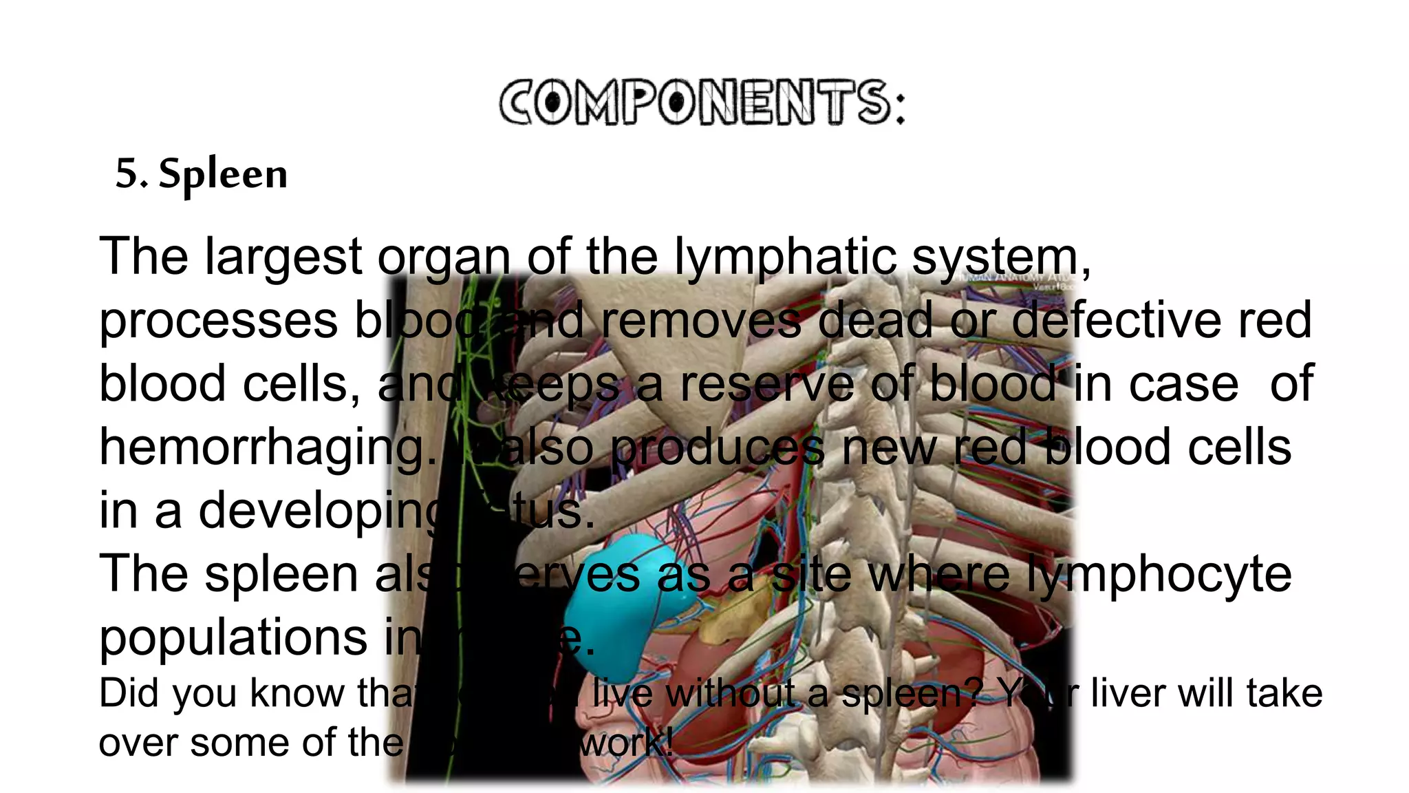 Human Anatomy and Physiology - Lymphatic system and body defenses | PPTX