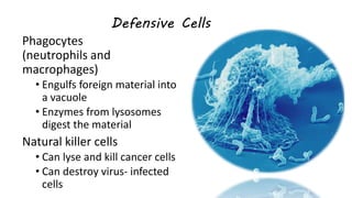 Human Anatomy and Physiology - Lymphatic system and body defenses | PPTX