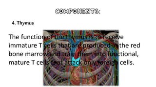 Human Anatomy and Physiology - Lymphatic system and body defenses | PPTX